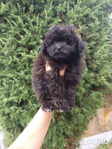 Как мальтипу Замечательный Мальчик Помапу