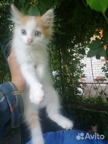 Котенок в дар бесплатно