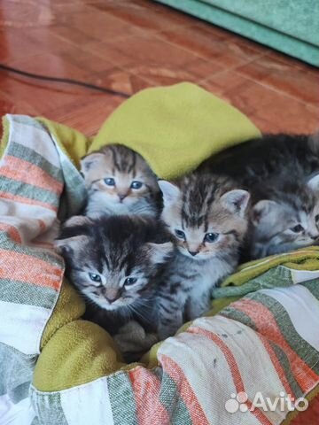Шотландские вислоухие и прямоухие котята
