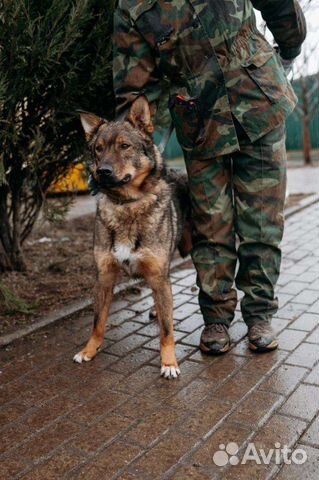 Собака твоей мечты