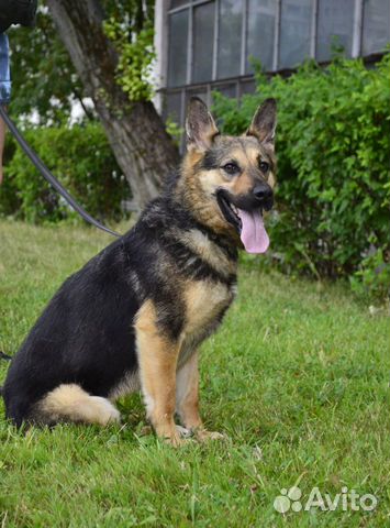 Близкий метис овчарки в добрые руки