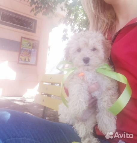 Девочка мальтипу крем и темная