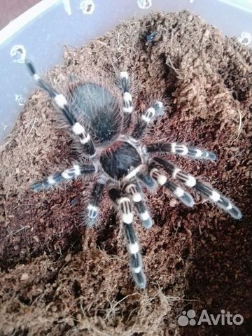 Acanthoscurria geniculata (Белоколенный птицеед)
