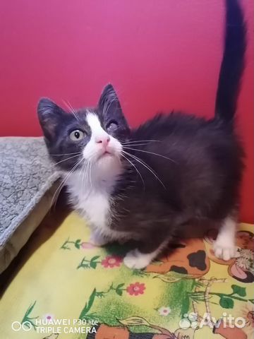 Особенный котенок