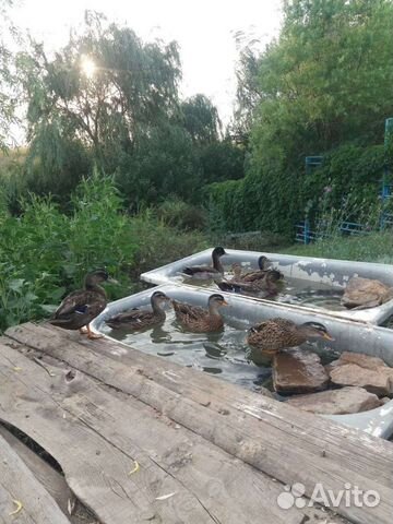 Утки подсадные для охоты