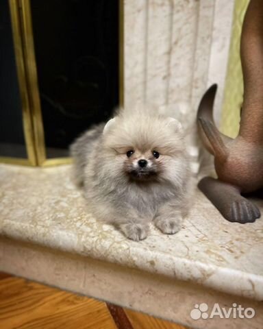 Шпиц пом мишка крем-соболь