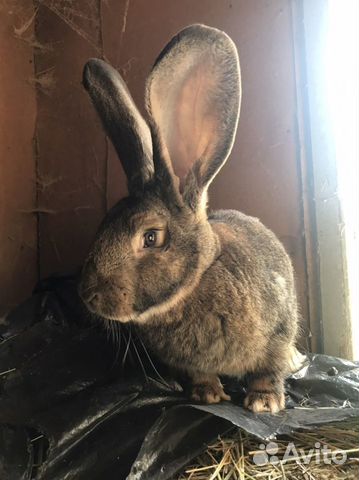 Скмец фландр 6 месяцев