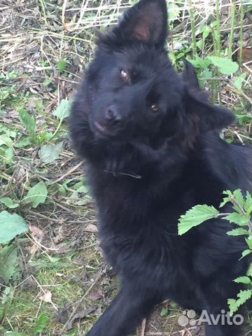 Двортерьер