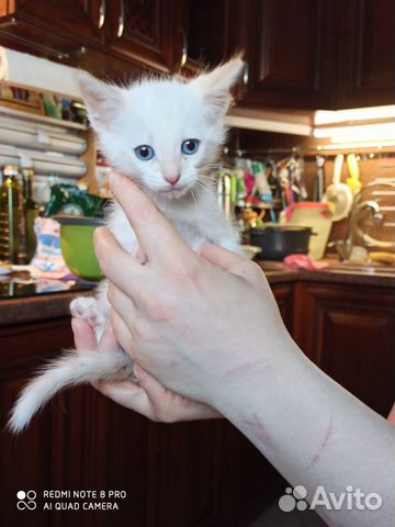 Котята в добрые руки бесплатно