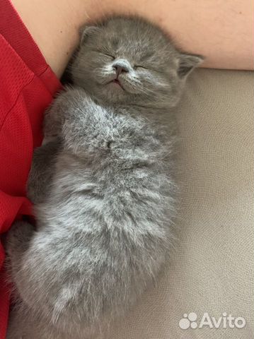 Британский кот