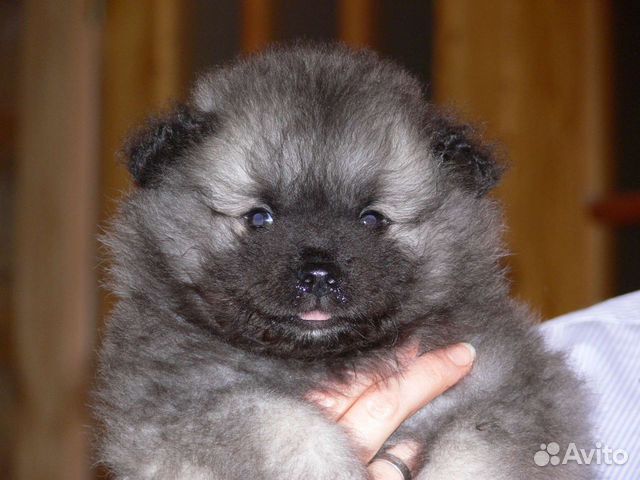 Собаки щенки шпиц