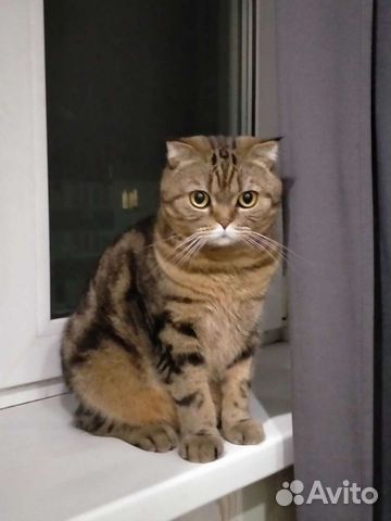 Шотландский вислоухий кот