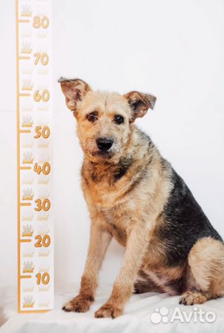 Мудрая спокойная собака в хорошие руки бесплатно