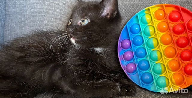 Черный котенок