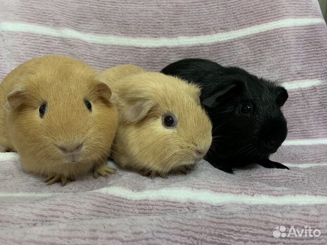 Морские свинки селф девчушки