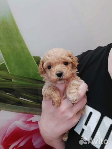 Мальтипу мини пуговка ф1