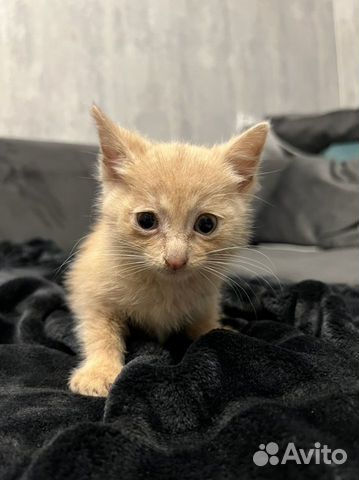 Котенок персиковый