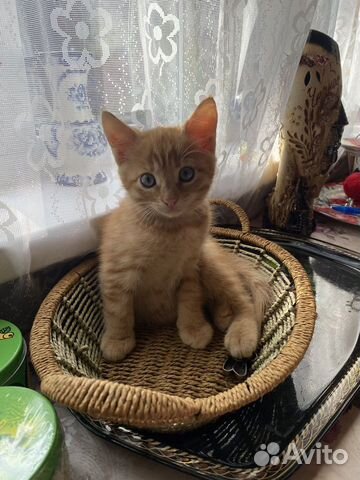 Котенок-непоседа ищет любящий дом