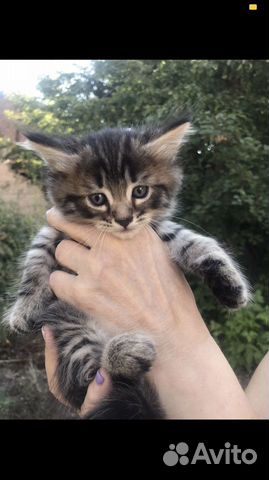 Котята