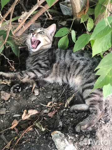 Котик в добрые руки