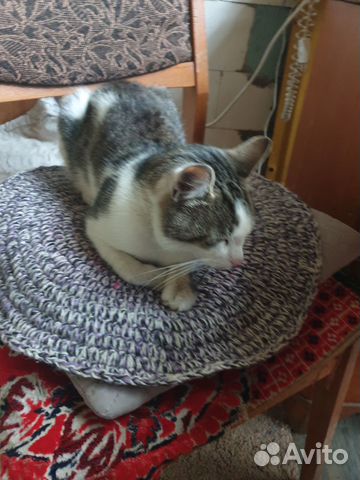 Котик 6 месяцев