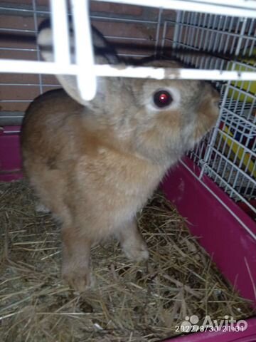 Кролик декоративный мини