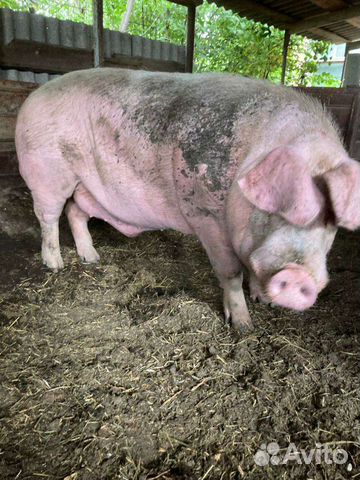 Хряк на племя