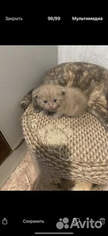 Шотландские котята