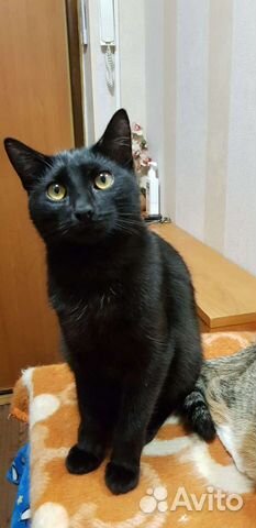 Котенок черный мальчик 8мес кастрирован привит