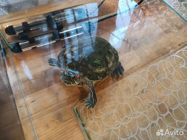 Красноухая черепаха большая