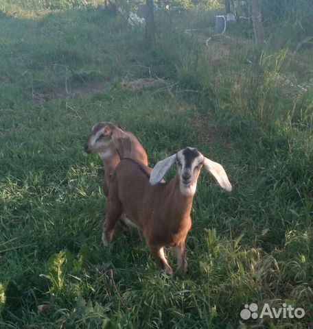 Англо нубийские козлята