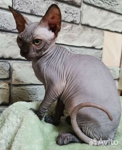 Канадский сфинкс. Морщинистая малышка