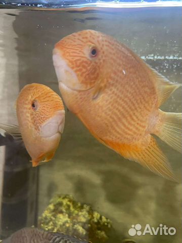 Рыба Северум красноточечный