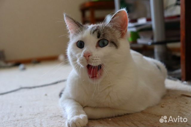 Котик Арчи ищет дом