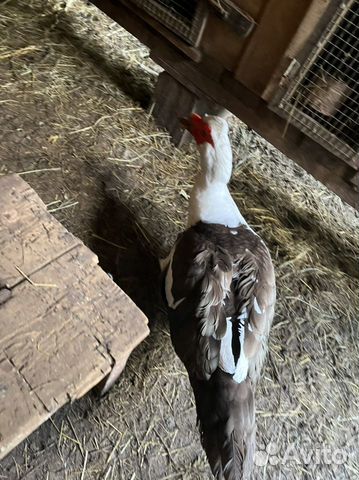 Селезень индоутки