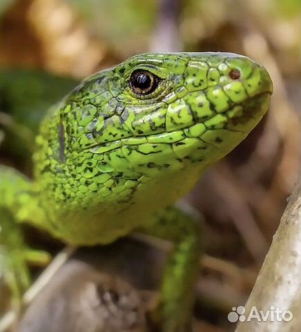 Зеленая ящерица