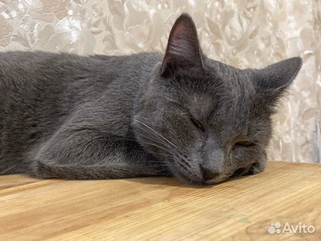 Спокойный котик в ваш дом