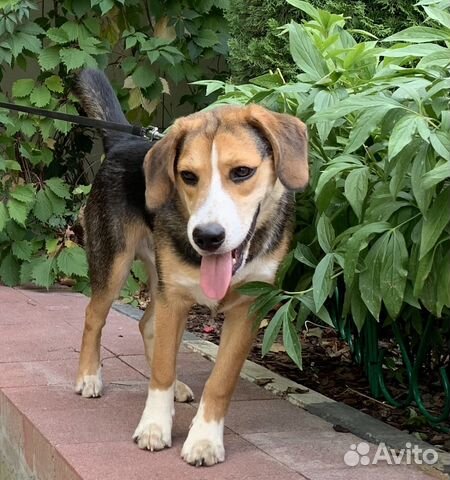 Барни в добрые руки