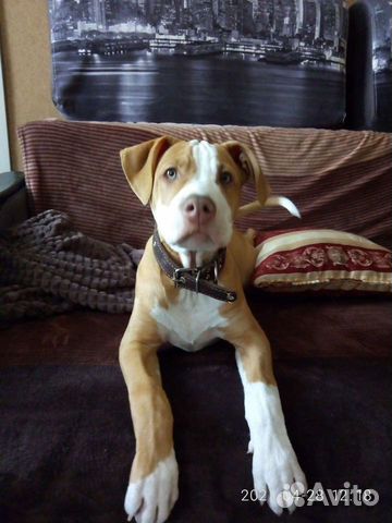 Питбуль помесь