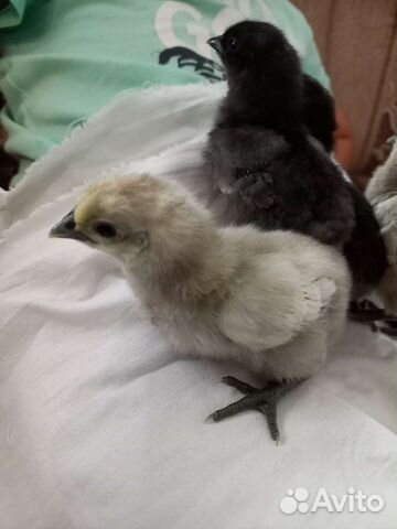 Цыплята люйкеданьцзи и ухейилюль