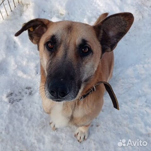 Верный друг - ищет хозяина