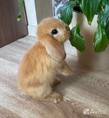 Кролик карликовый, 2 мес