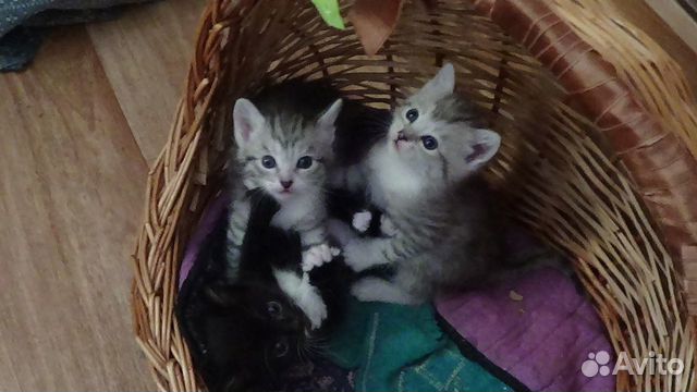 С нашим котом - счастье в дом