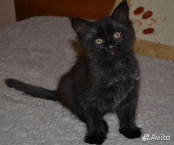 Отличные кошечки в добрые руки