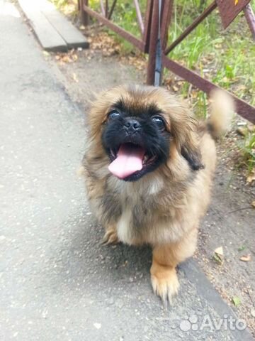 Щенок пекинеса