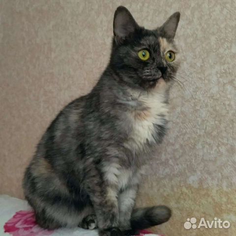 Кошечкам нужны хозяева