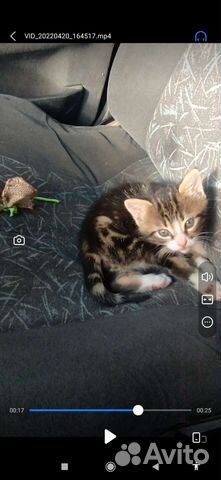 От дам кошечку в добрые руки