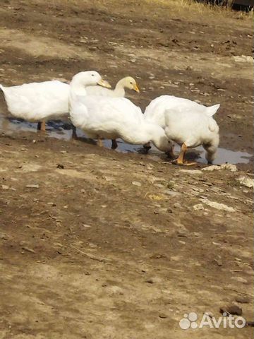 Утки муларды подрощенные