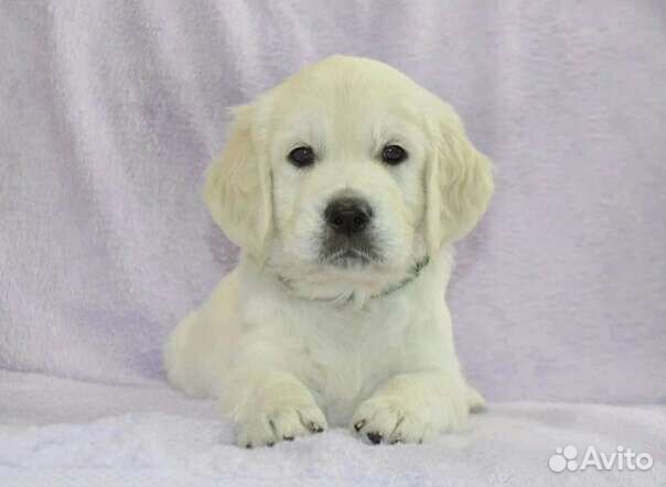 Золотистый ретривер