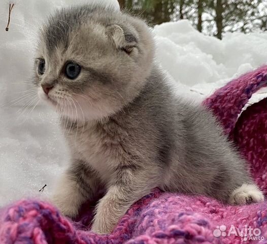 Вислоухие- фолд и прямоухие-страйт котята